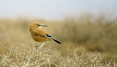 Wildlife Tours - Visit Our Iran