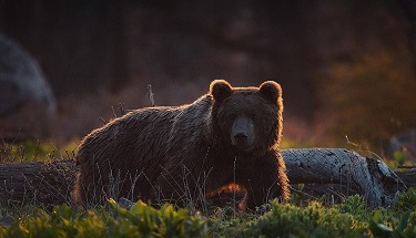 Wildlife Tours - Visit Our Iran