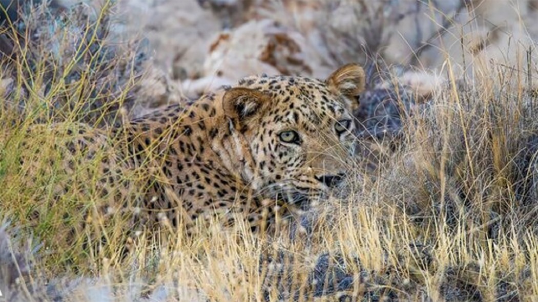 Bamou; A One-day Experience of Wildlife in Iran