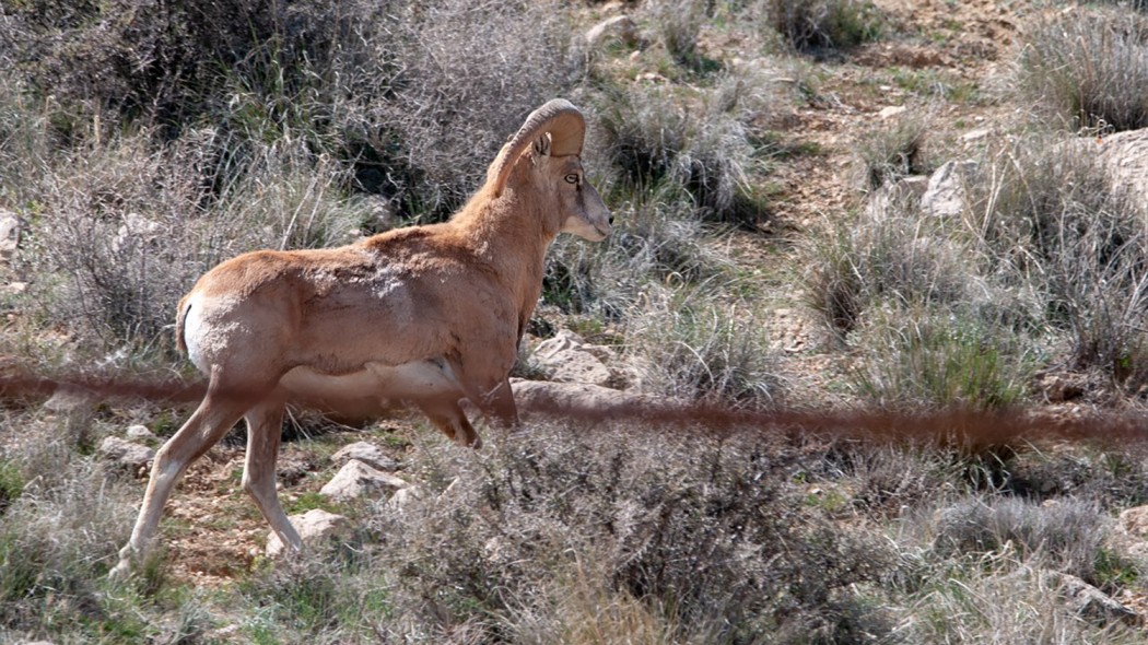 Bamou; A One-day Experience of Wildlife in Iran