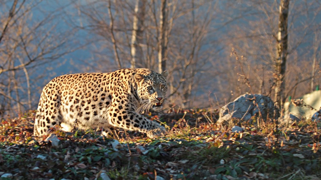 Territory of Persian Leopard
