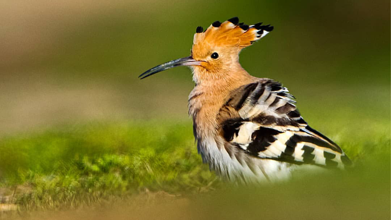 Iran Birding Tour at Its Best