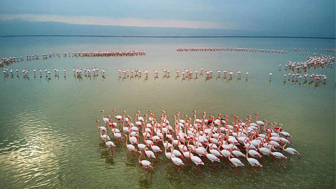 Iran Birding Tour at Its Best