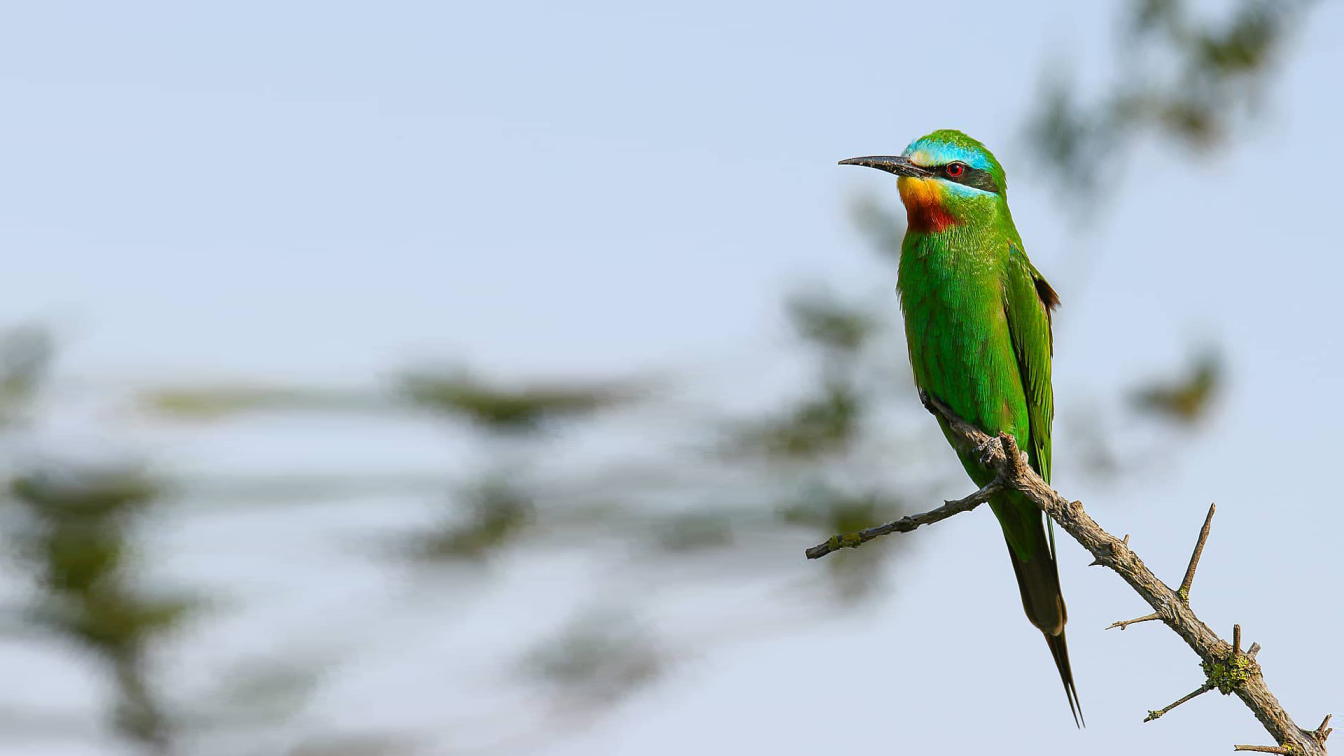 Iran Birding Tour at Its Best