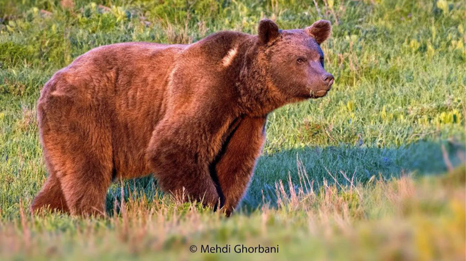 Brown Bear Tracking in Northern Iran
