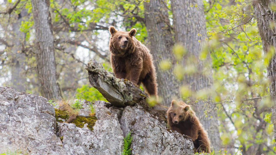 Brown Bear Tracking in Northern Iran