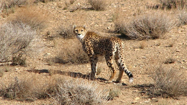 Wild Frontiers of Iran in Three Amazing National Parks