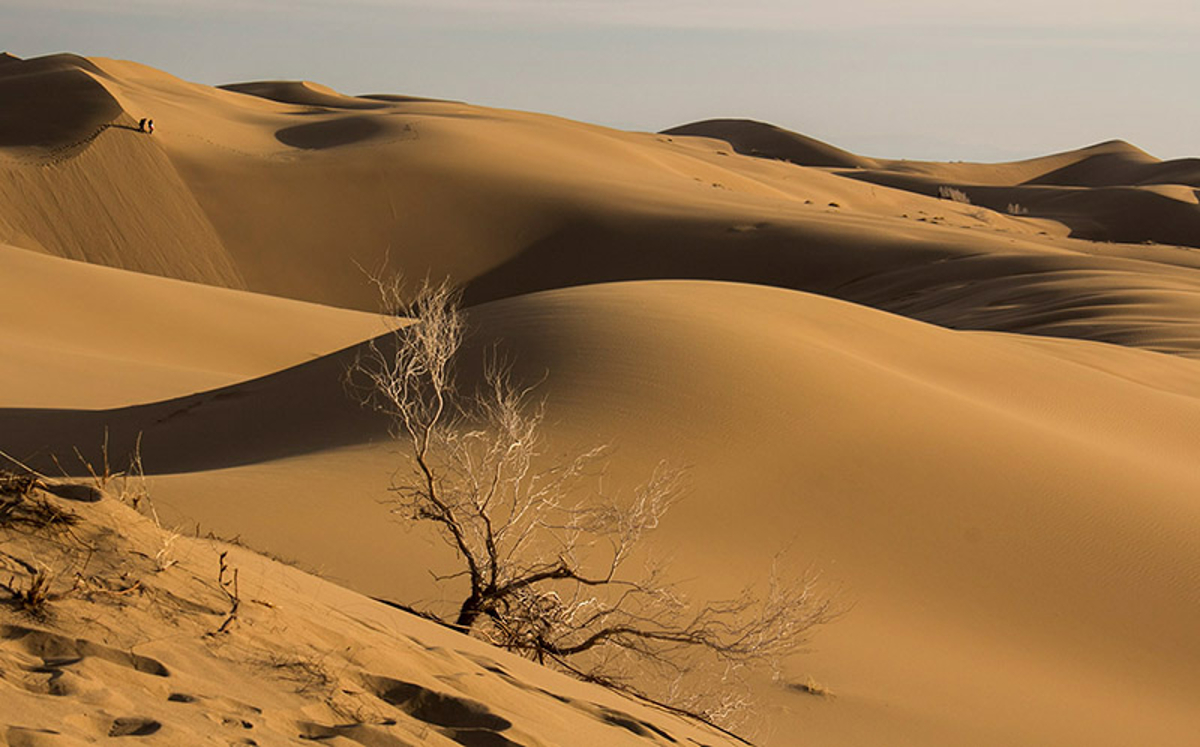 Authentic Desert Adventure